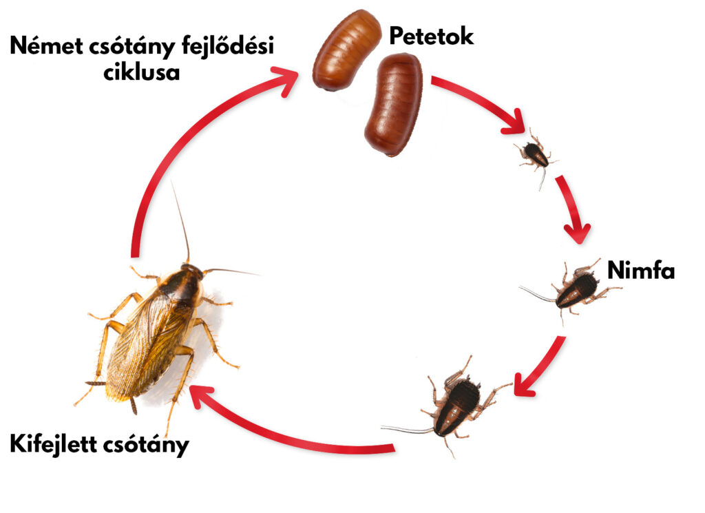Német csótány: A csótányok királya | kartevoirtas.org