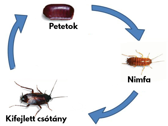 Konyhai csótány: Az egyik leggyakoribb kártevő | kartevoirtas.org
