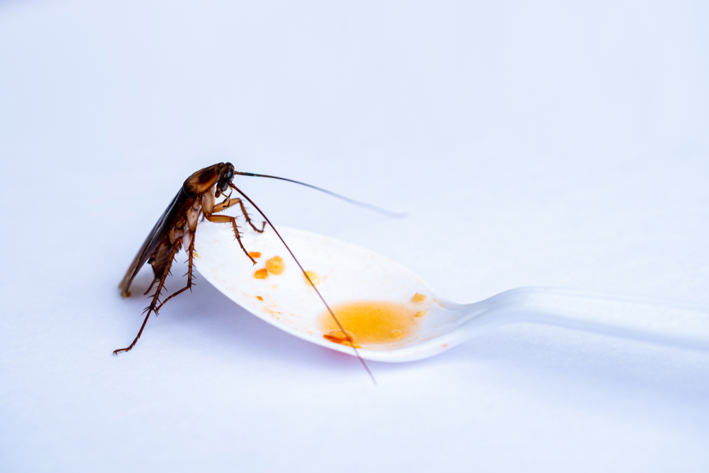 Csótányok táplálkozása | kartevoirtas.org