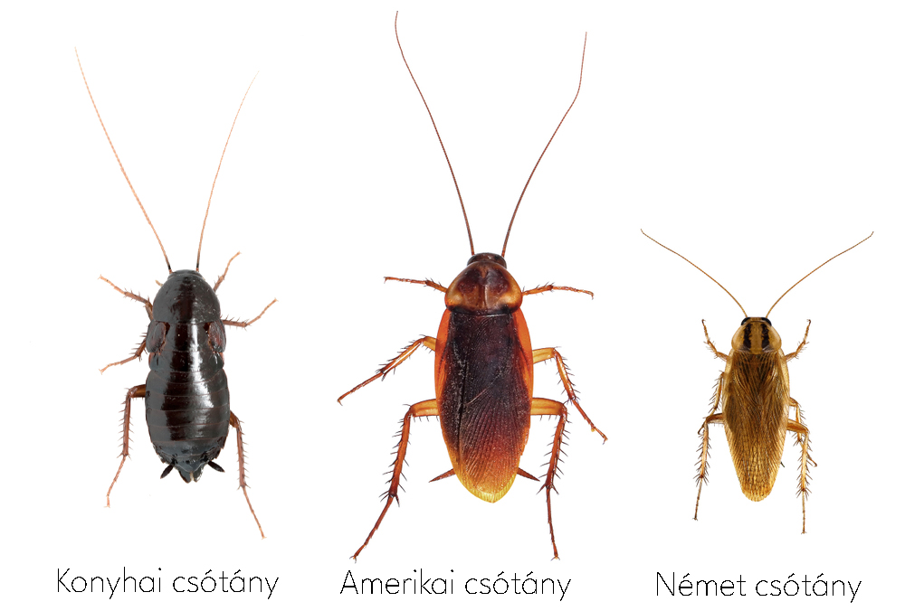 Csótány fajták | kartevoirtas.org