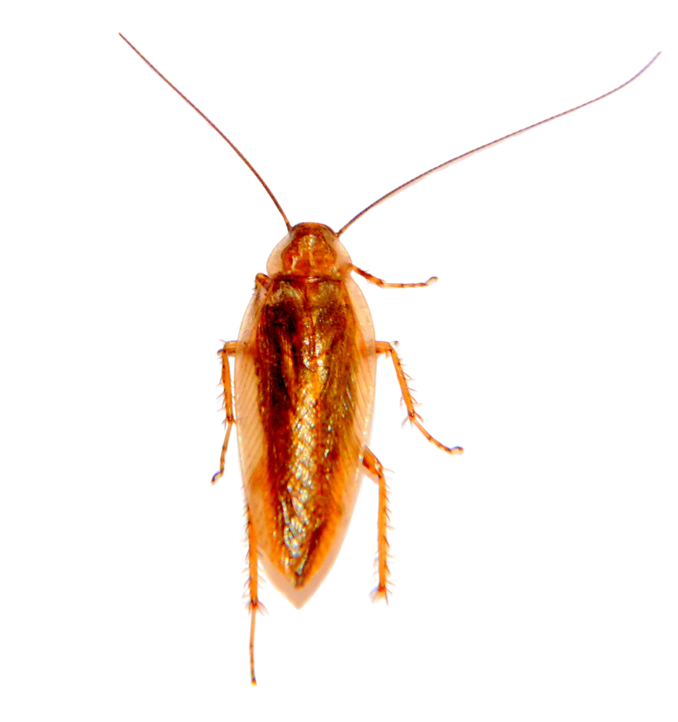 Csótány fajták | kartevoirtas.org